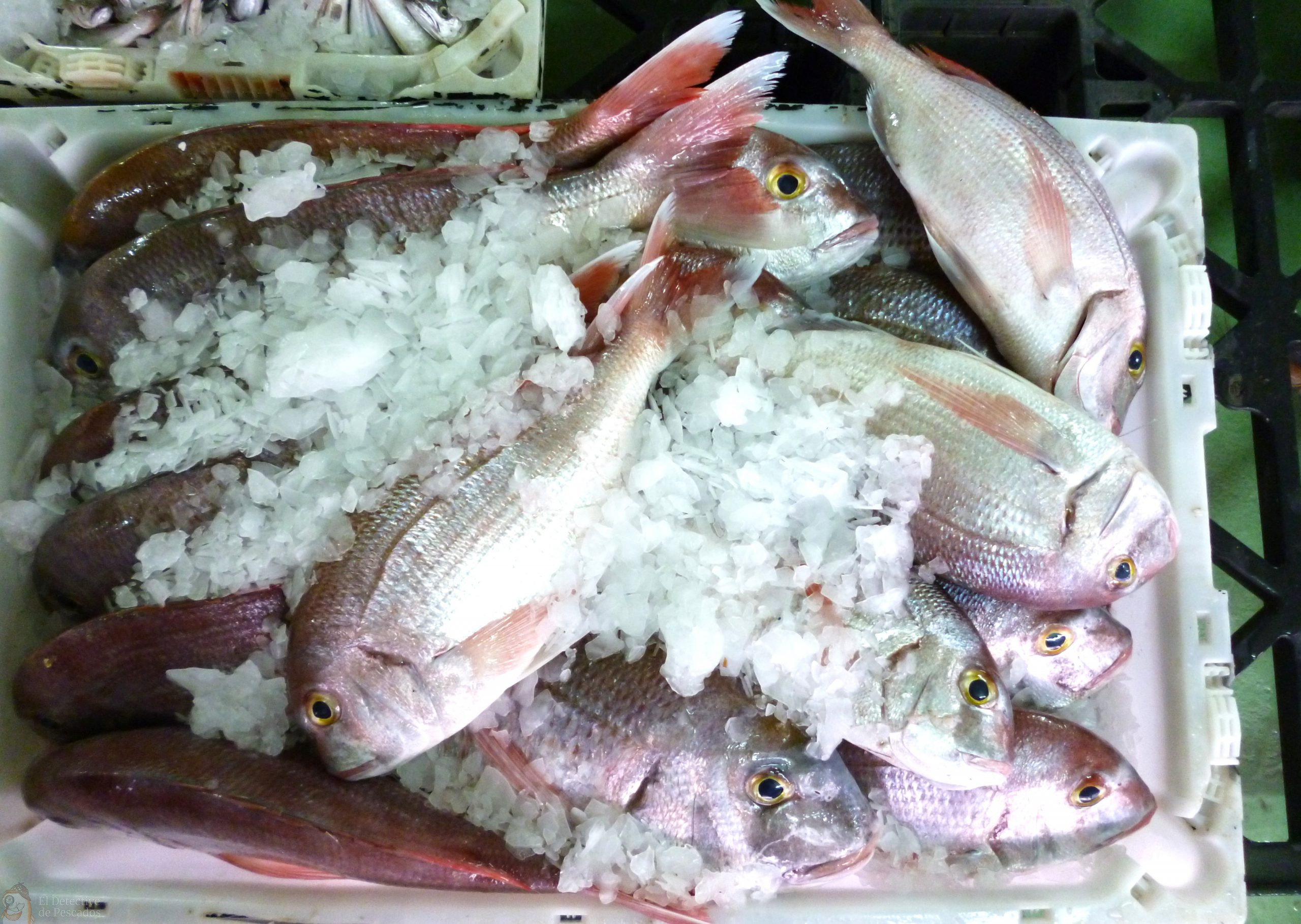 ¿ POR QUÉ ES UN PARGO ? - El detective de pescados