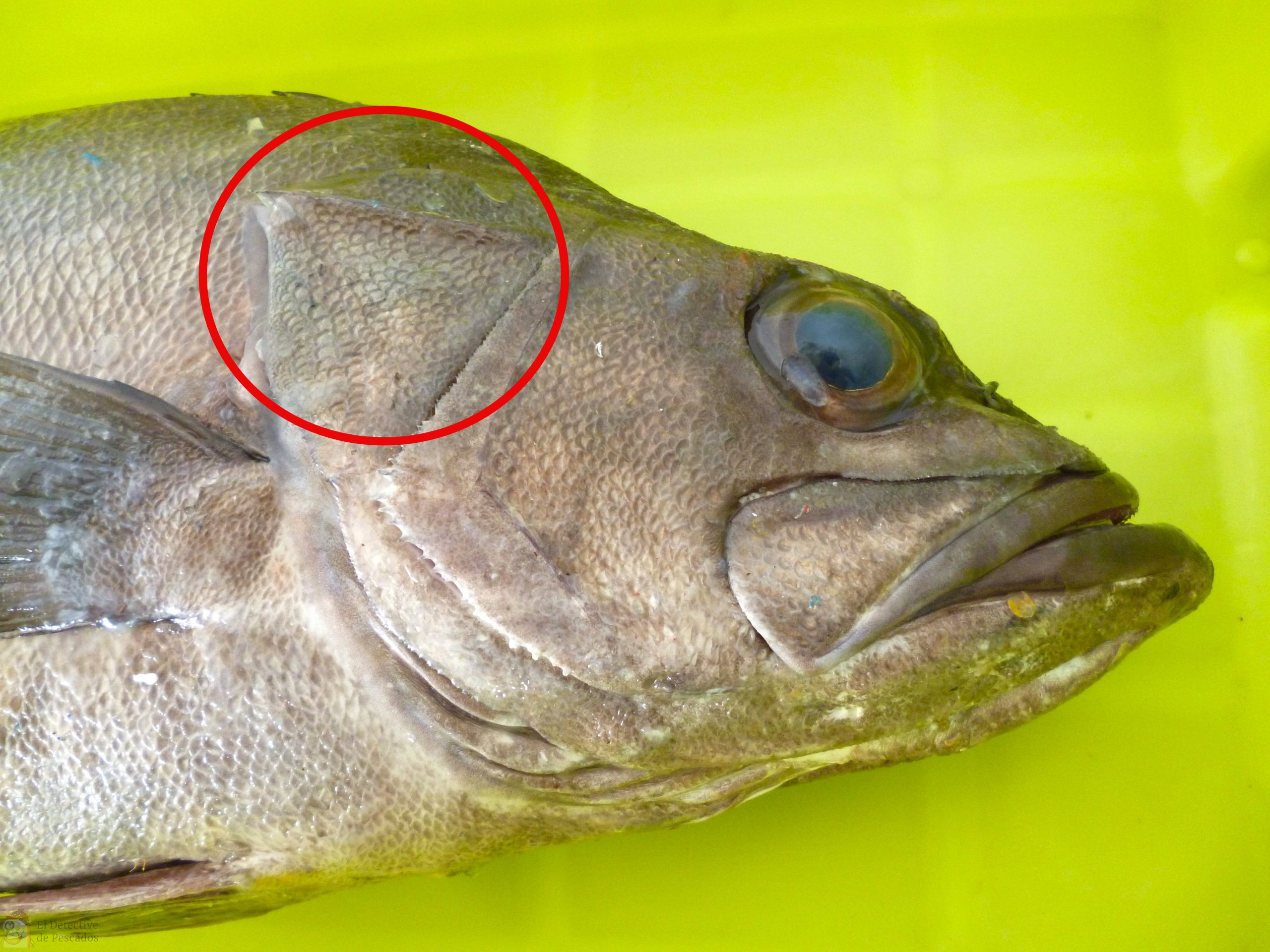 LA CHERNA NO ES UN MERO. - El detective de pescados