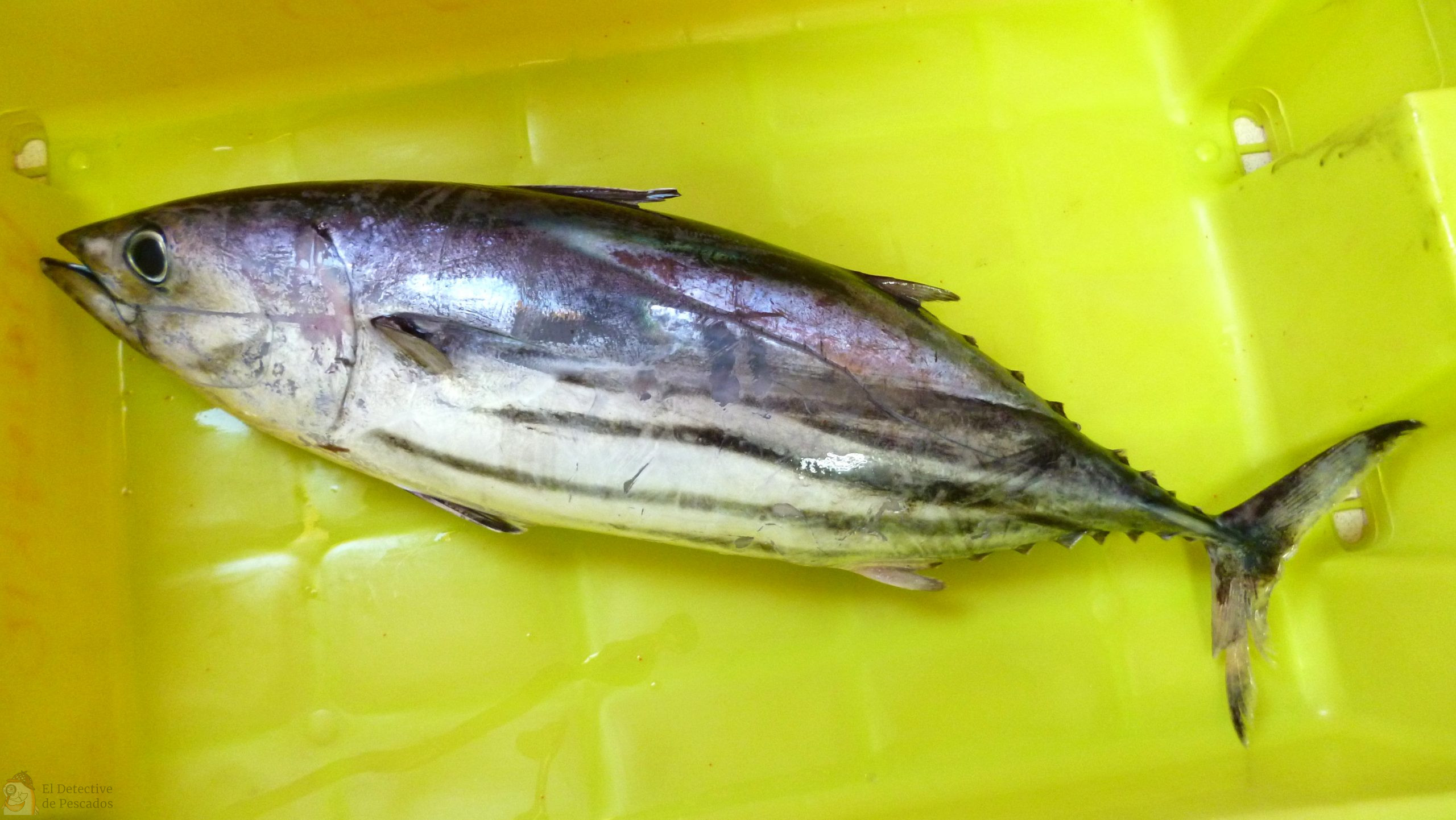 EL ATÚN MÁS PESCADO DEL MUNDO:LISTADO - El detective de pescados