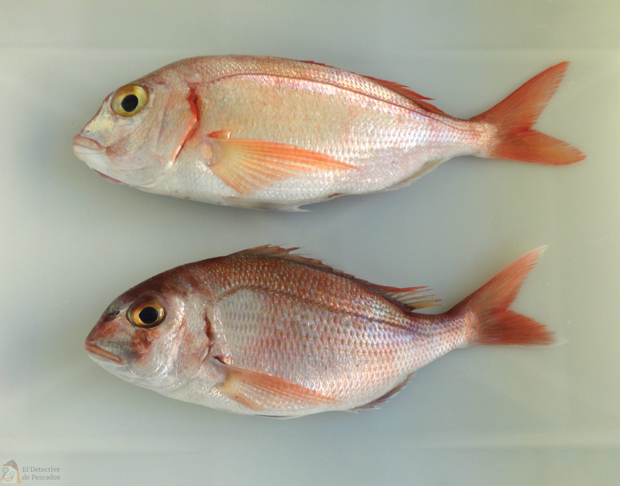 PARGO Y/O BRECA - El detective de pescados