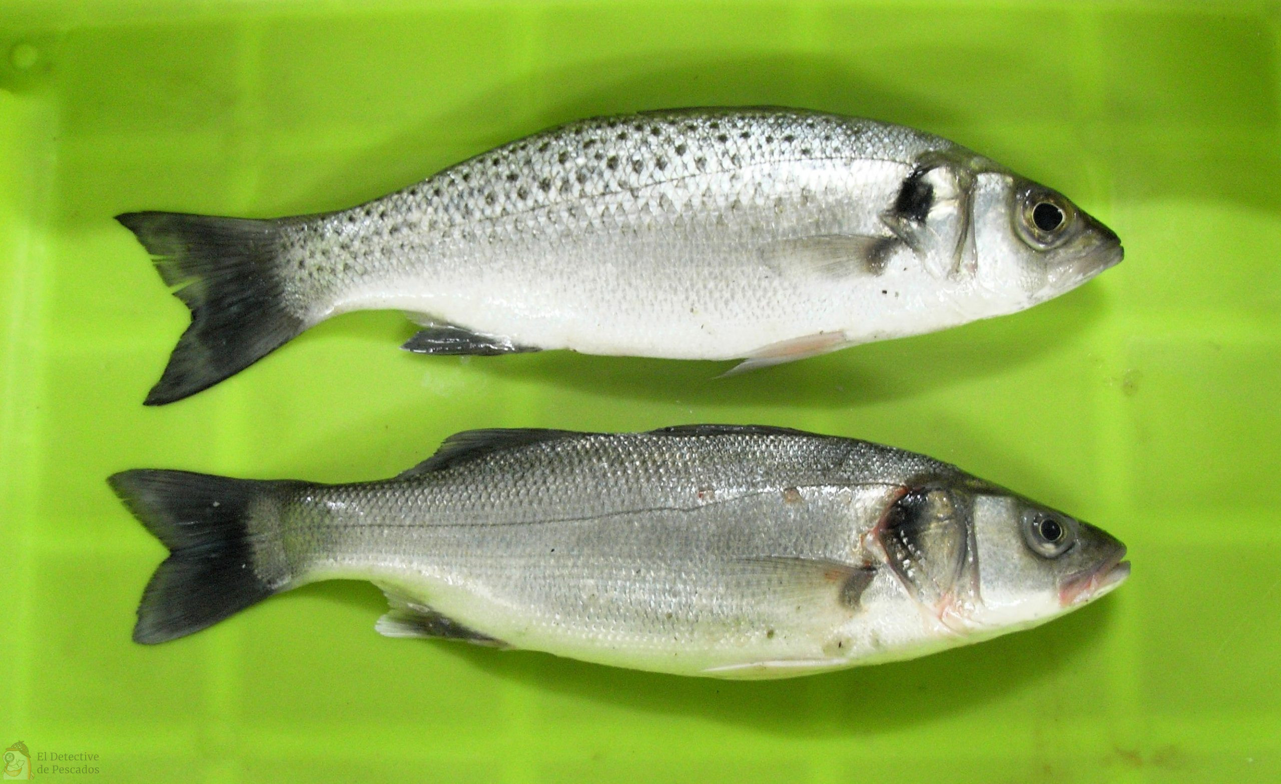 LUBINA Y BAILA.sp y spp - El detective de pescados
